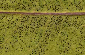 Is it ozone damage? | EEK WI