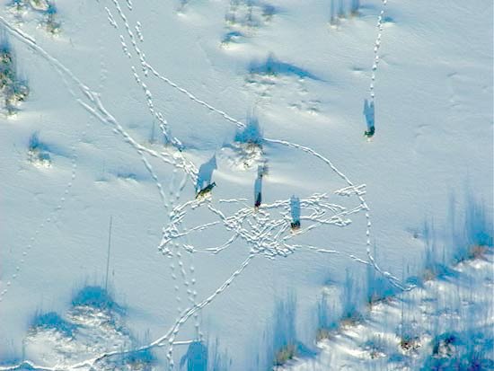 Wisconsin Wolf Aerial Picture Gallery | EEK WI