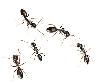 What's in a Name--Part Two: A Young Ant is Called a What? | EEK Wisconsin