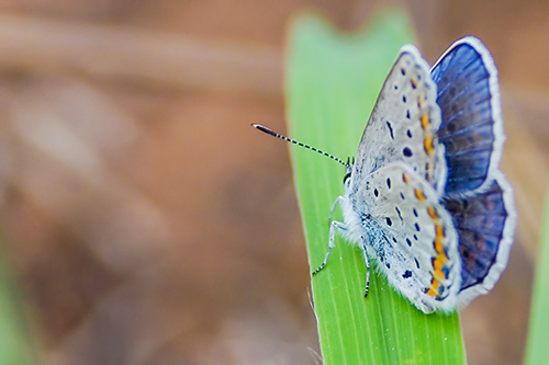 Karner Blue Butterfly Pictures