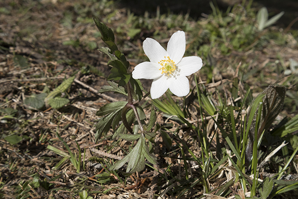 Wood Anemone | EEK WI