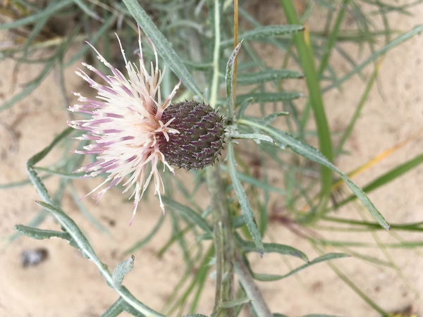Dune Thistle | EEK WI