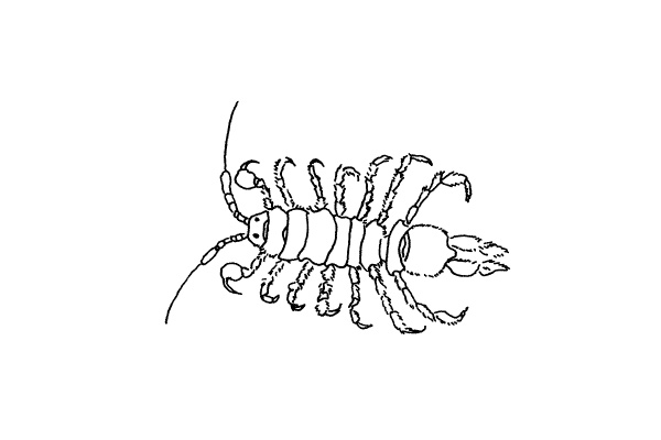 Aquatic Sowbug or Isopod | EEK WI
