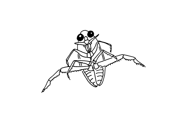 Backswimmer | EEK WI