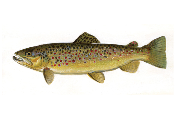 Brown Trout | EEK WI