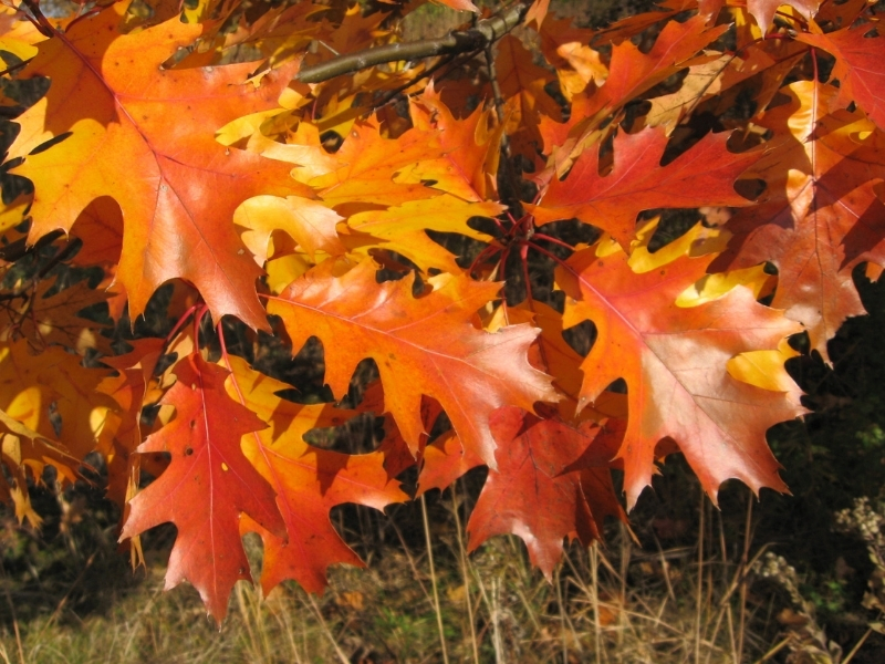 Explore Fall Seasonal Observations | Nature Phenology | EEK! Wisconsin