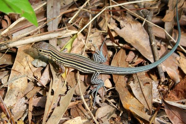 Six-lined Racerunner | EEK WI