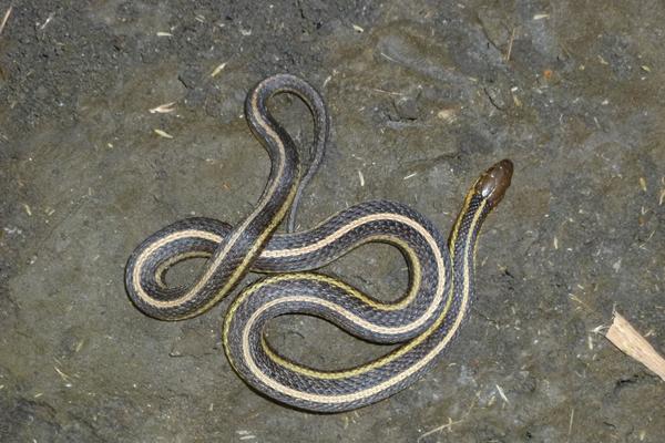 Butler's Gartersnake | EEK WI
