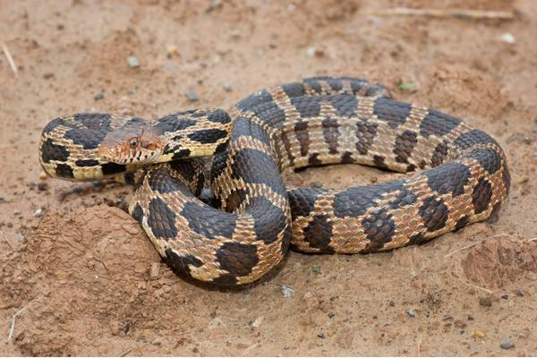 Eastern Foxsnake | EEK WI