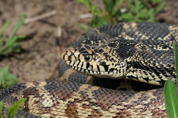 Gophersnake (Bullsnake) | EEK WI