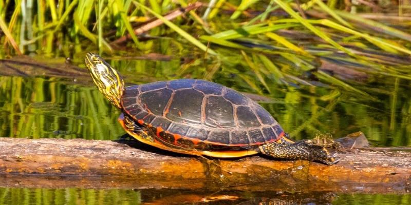Painted Turtle | EEK WI