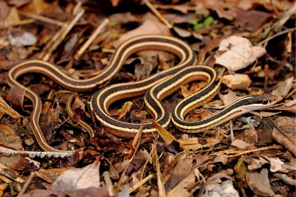 Baby Eastern Ribbon Snake