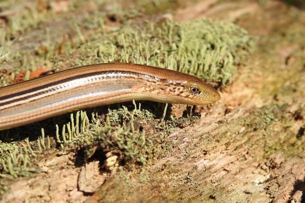 Slender Glass Lizard | EEK WI
