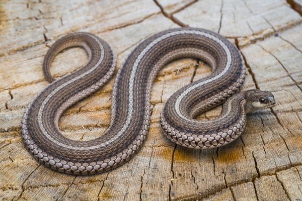 Lined Snake | EEK WI