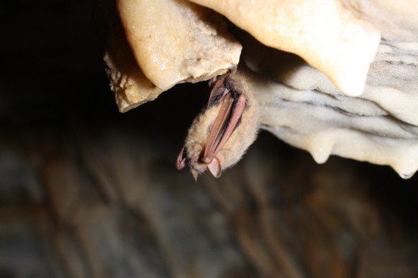 Bats of Wisconsin | EEK WI