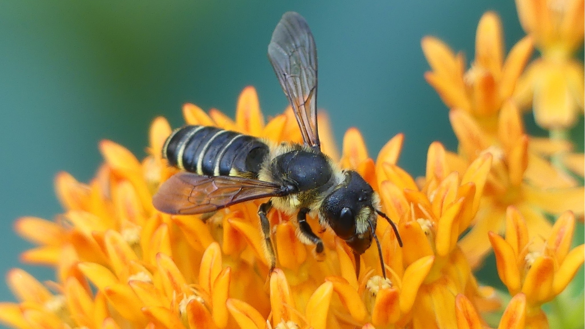 Pollinators - Bees and Wanna-bees! | EEK WI