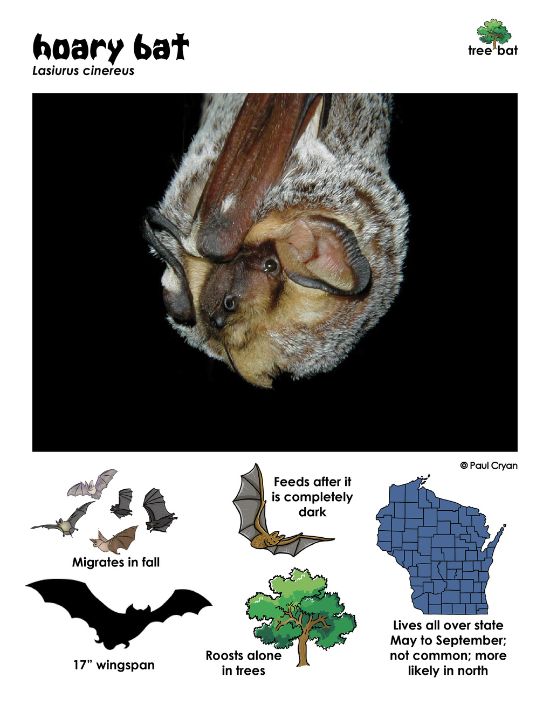 Bats of Wisconsin | EEK WI