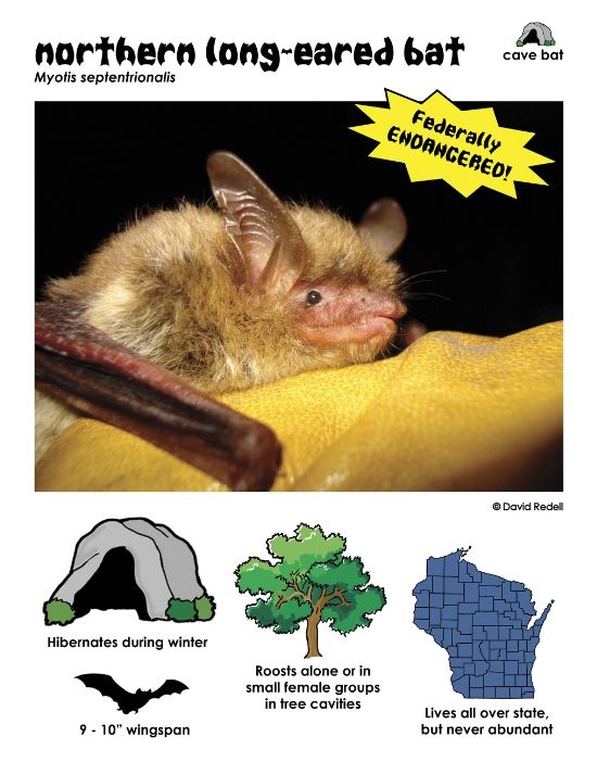 Bats of Wisconsin | EEK WI