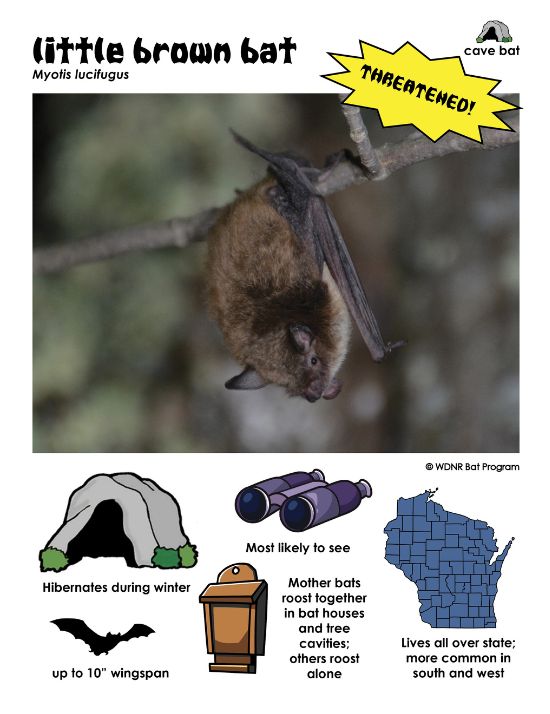 Bats of Wisconsin | EEK WI
