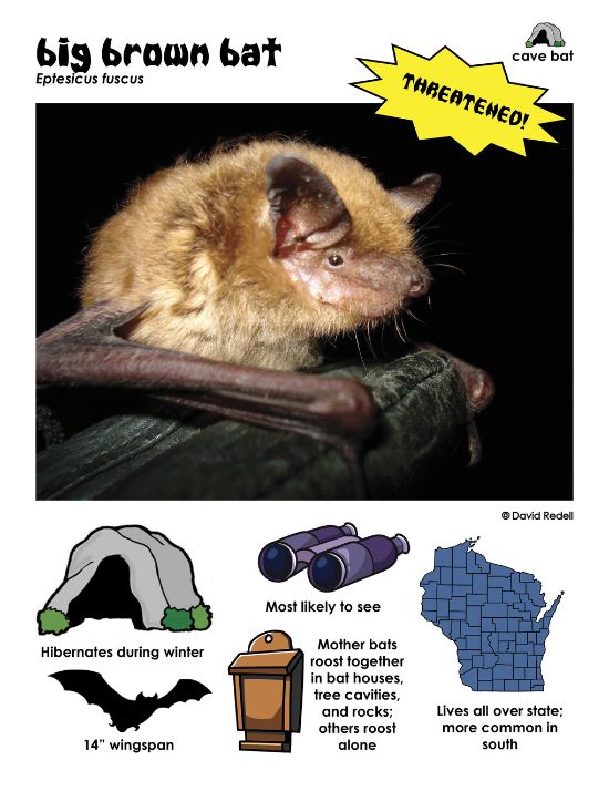 Hibernating Bat Species