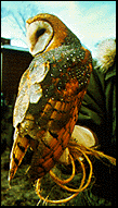 Barn Owl | EEK WI