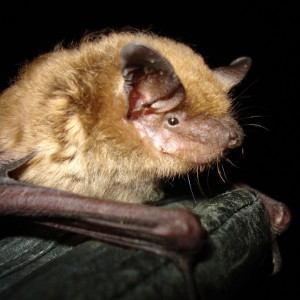 Bats of Wisconsin | EEK WI
