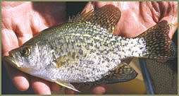 Crappie | EEK WI
