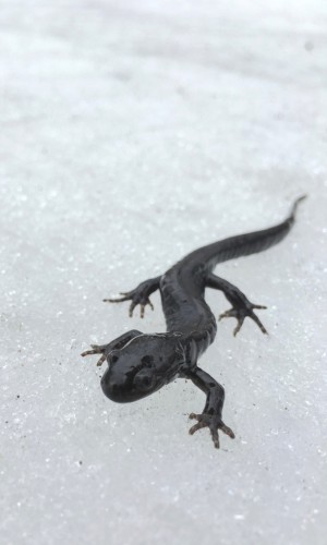 Blue Spotted Salamander Wisconsin