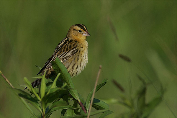 Bobolink | EEK WI