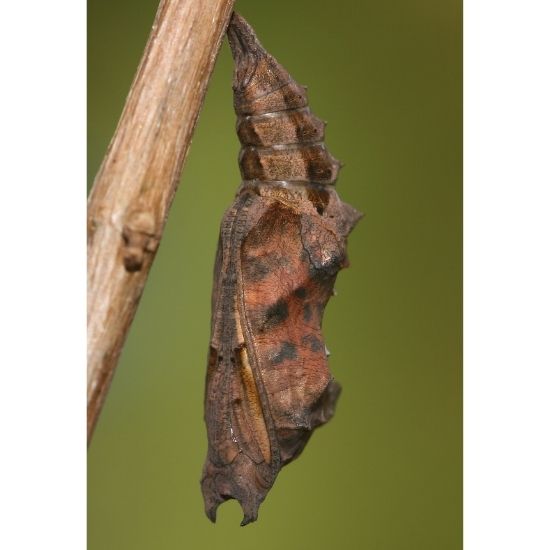 Question Mark Butterfly Chrysalis