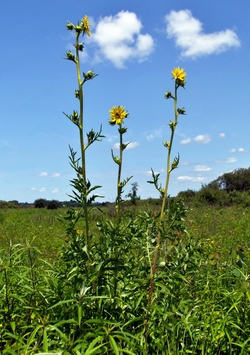 Compass Plant | EEK WI