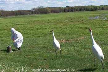 Whooping Crane | EEK WI