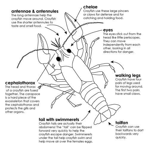 Crayfish Diagram For Kids