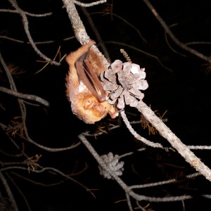 Bats of Wisconsin | EEK WI