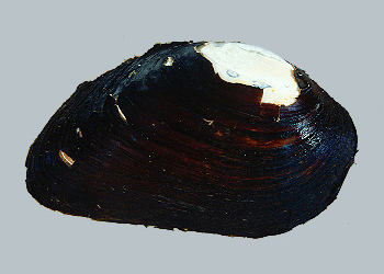 Mussels of Wisconsin | EEK WI