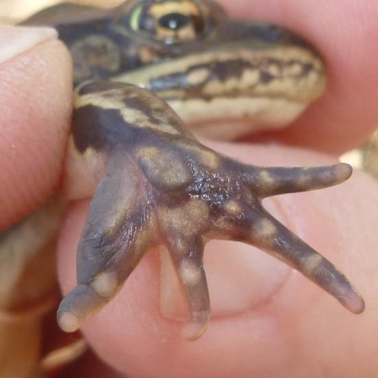 Northern leopard frog | EEK Wisconsin