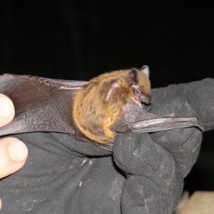 Bats of Wisconsin | EEK WI