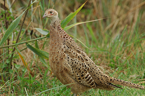 Ringneck Pheasant Female