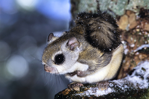 Cute Northern Flying Squirrel