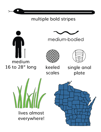 Common Gartersnake | EEK WI