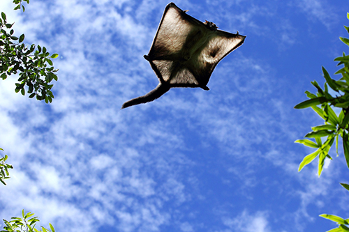 Northern Flying Squirrel | EEK WI