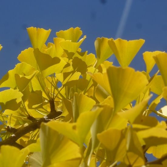 Why do leaves change color? | EEK Wisconsin
