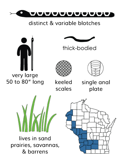 Gophersnake (Bullsnake) | EEK WI
