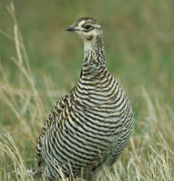 Greater Prairie Chicken | EEK WI