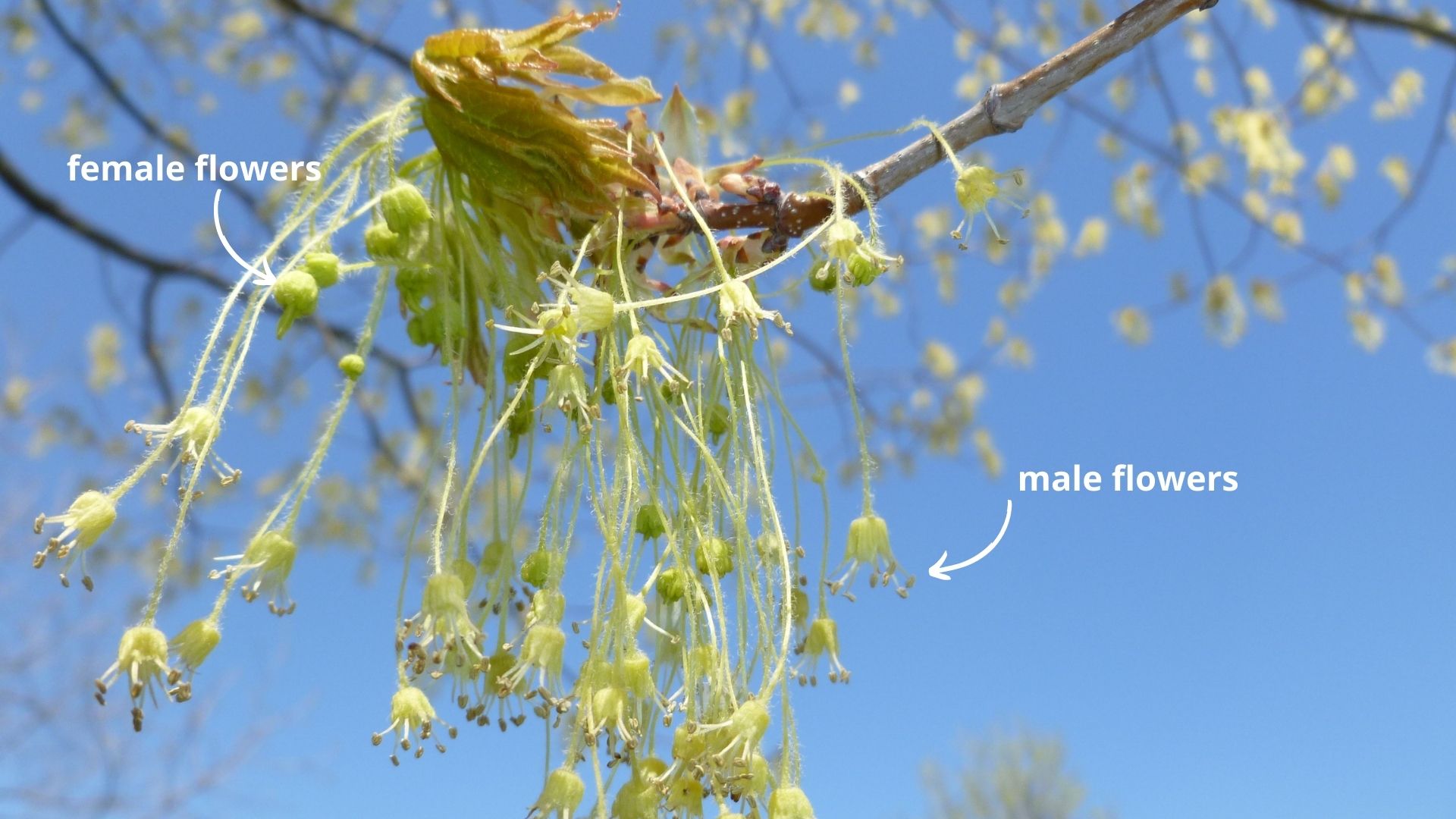 Maple Trees In Spring