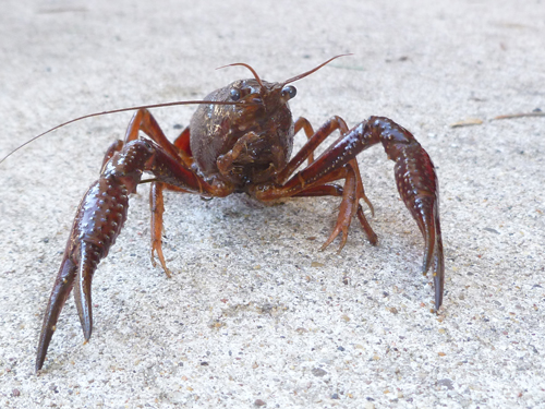 Crayfish | EEK WI