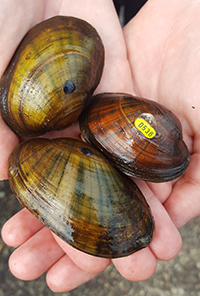 Mussels of Wisconsin | EEK WI