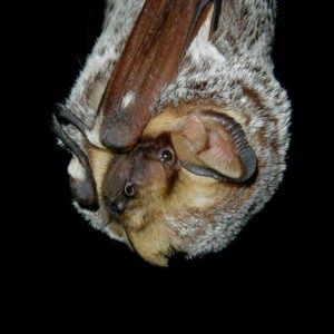 Bats of Wisconsin | EEK WI