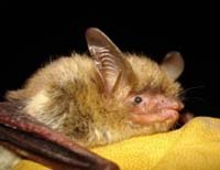 Bats of Wisconsin | EEK Wisconsin