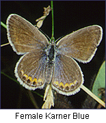 Karner Blue Butterfly | EEK WI